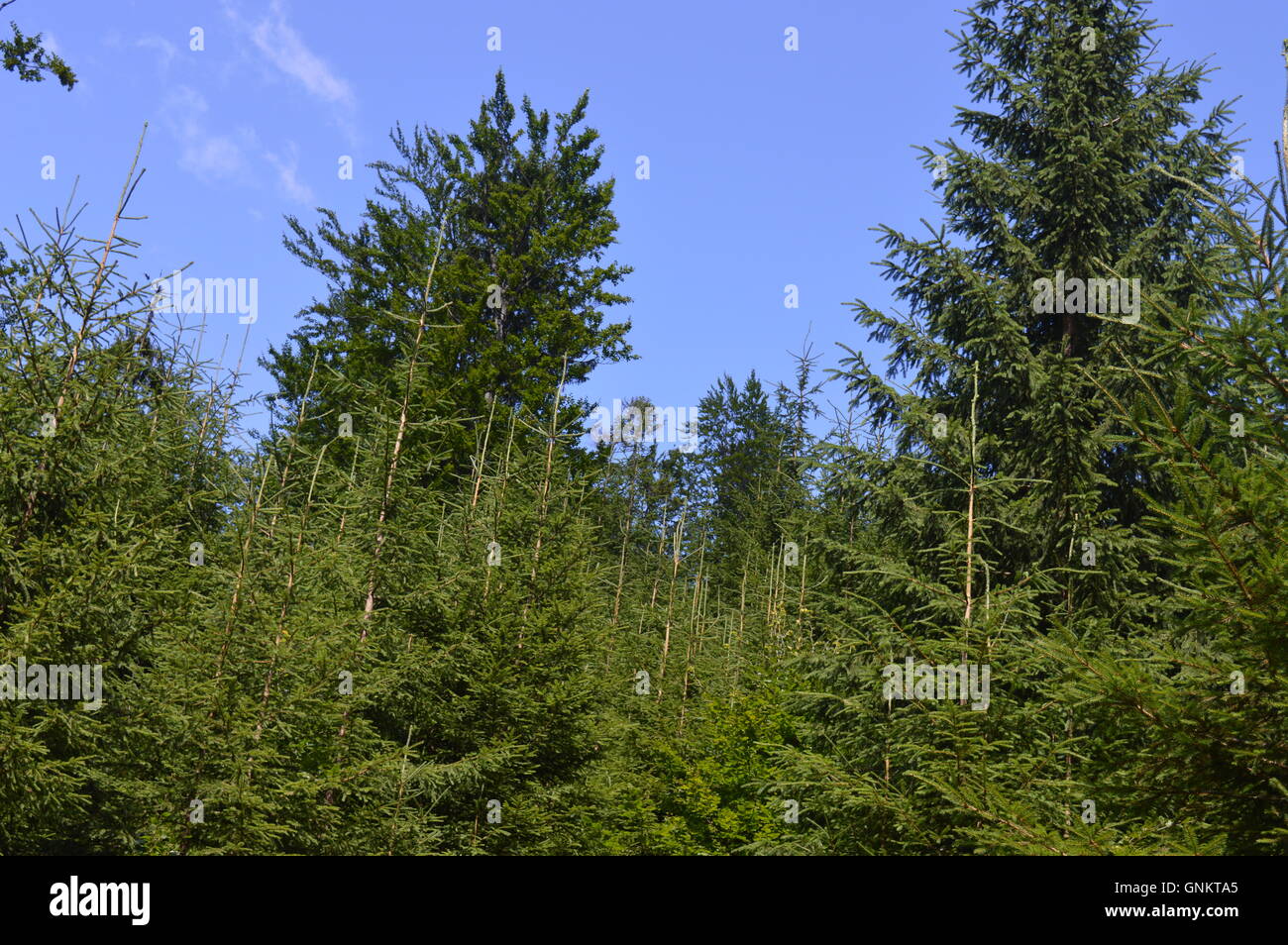 Baby evergreen tree hi-res stock photography and images - Alamy