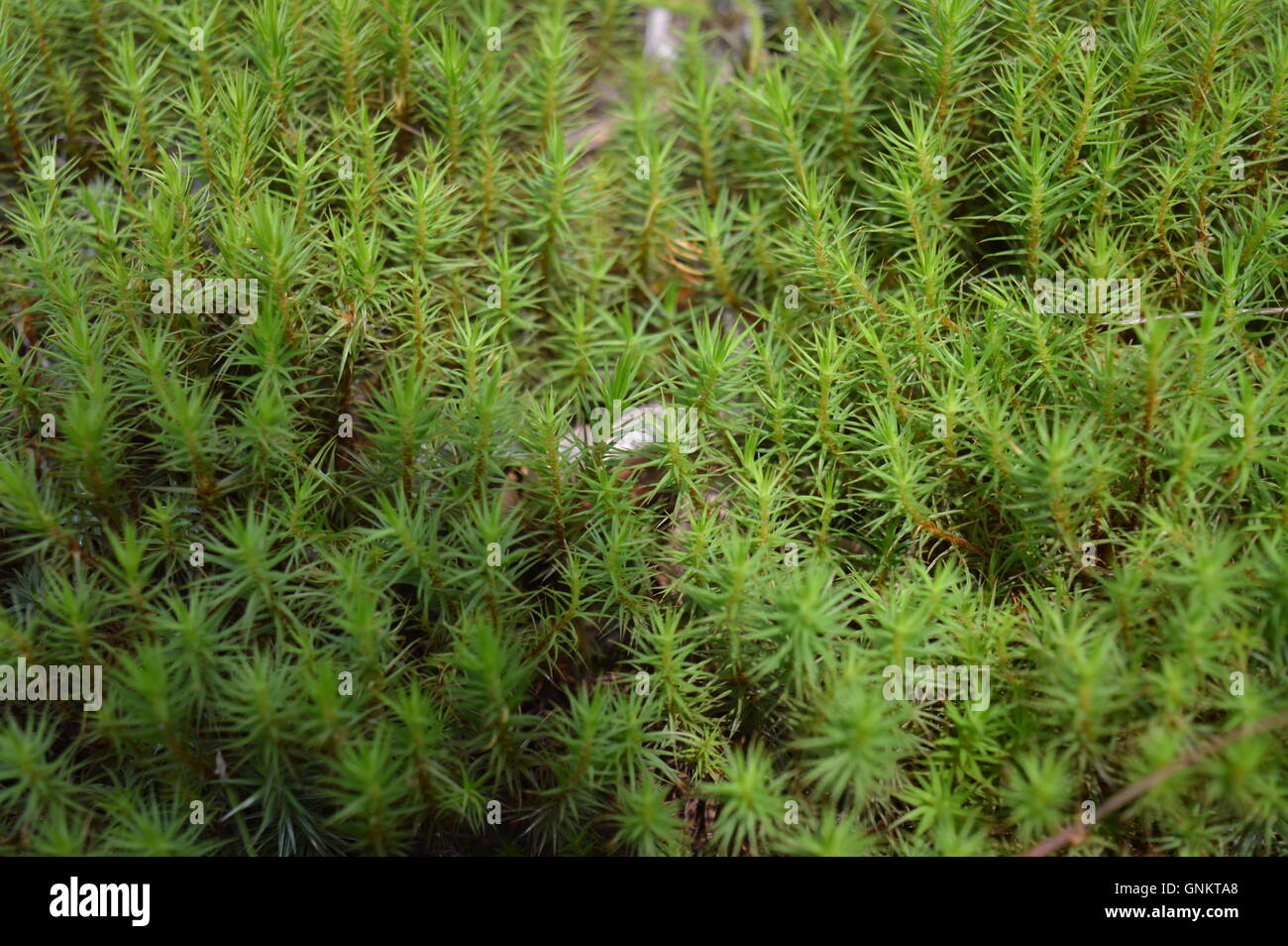 Moss patch hi-res stock photography and images - Alamy