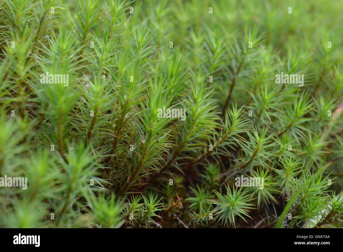 Moss picture hi-res stock photography and images - Alamy