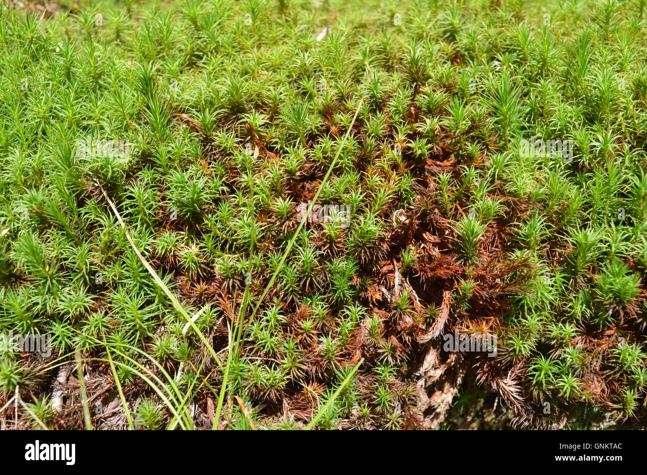 Ground moss with light hi-res stock photography and images - Alamy