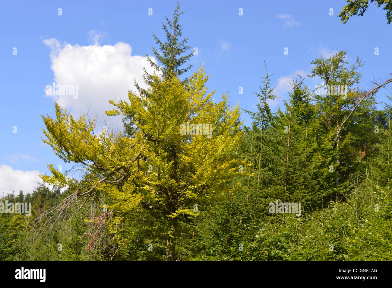 Yellow pine tree hi-res stock photography and images - Alamy