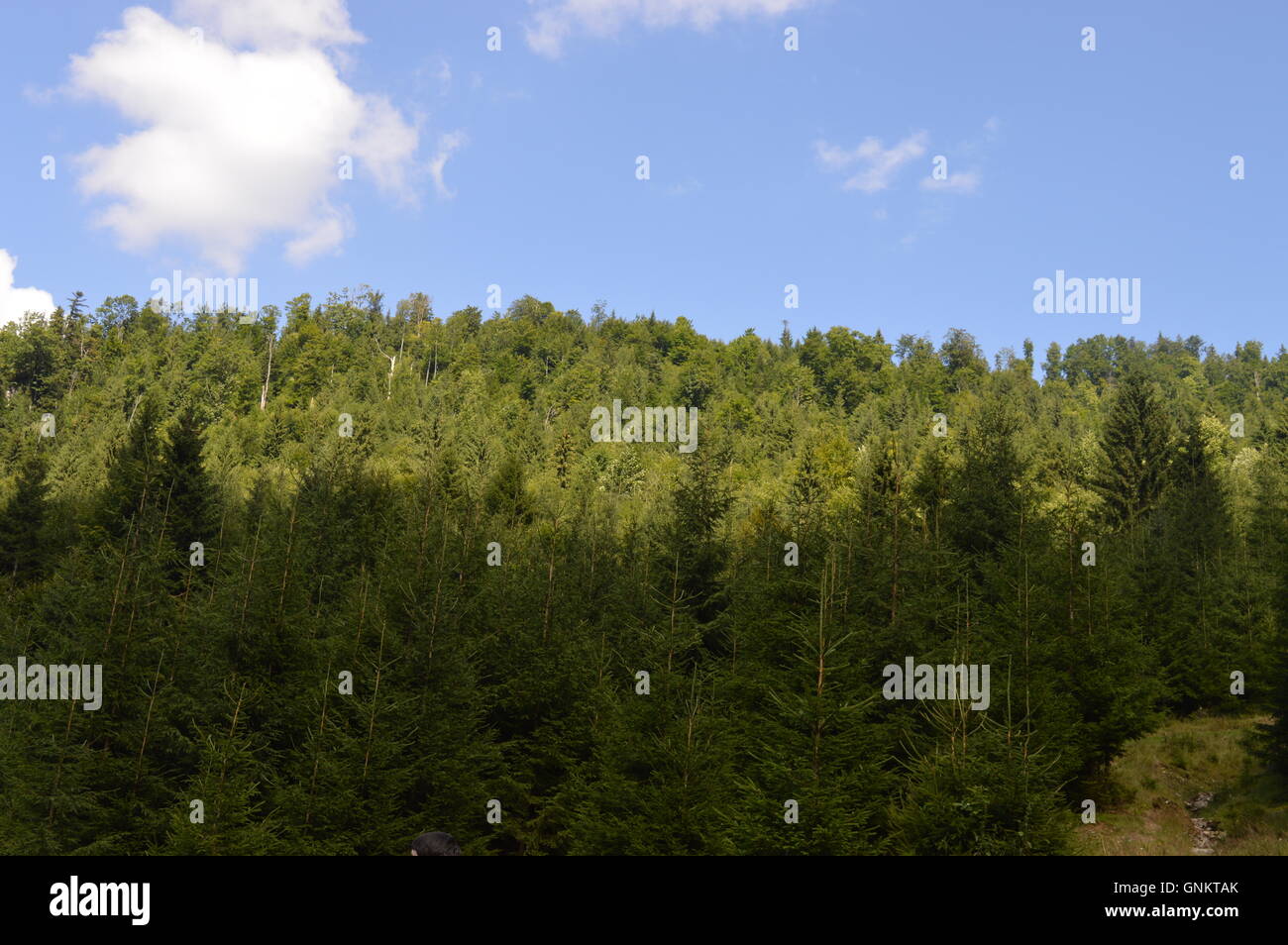 Half shaded edge of a forest Stock Photo - Alamy