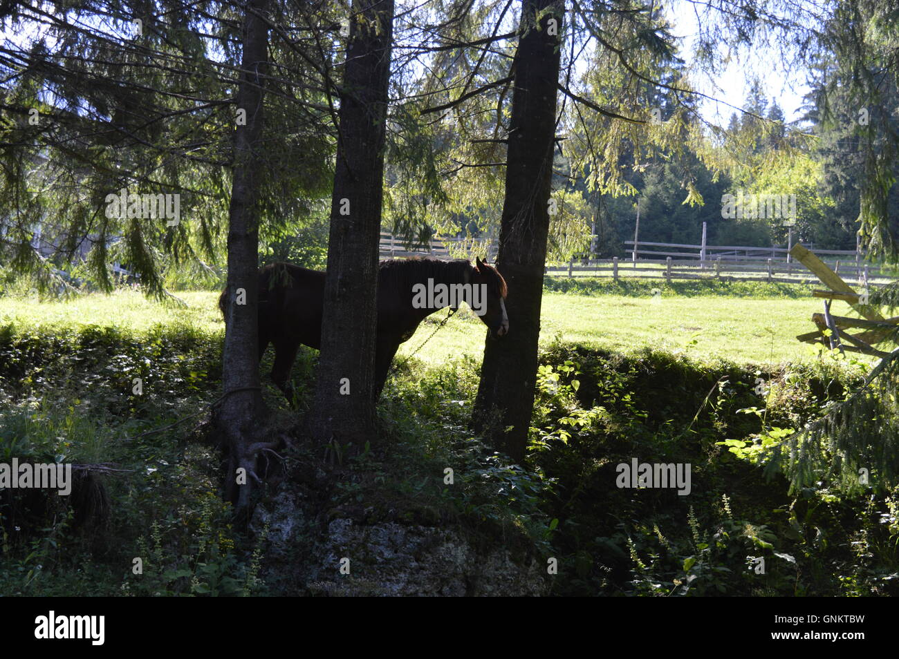 Horse tied tree standing in hi-res stock photography and images - Alamy