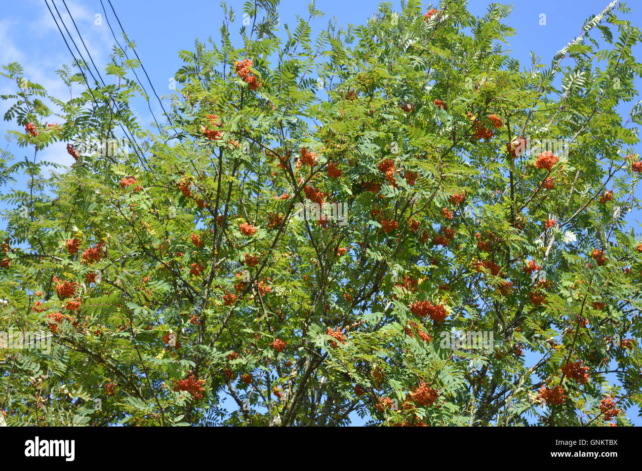 Mountain Berry Clusters Stock Photo - Alamy
