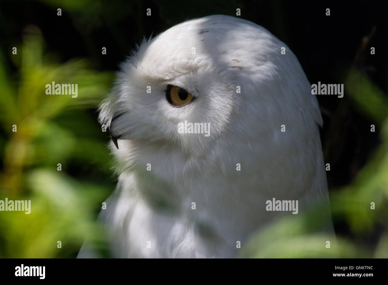 Snowy owl side view hi-res stock photography and images - Alamy