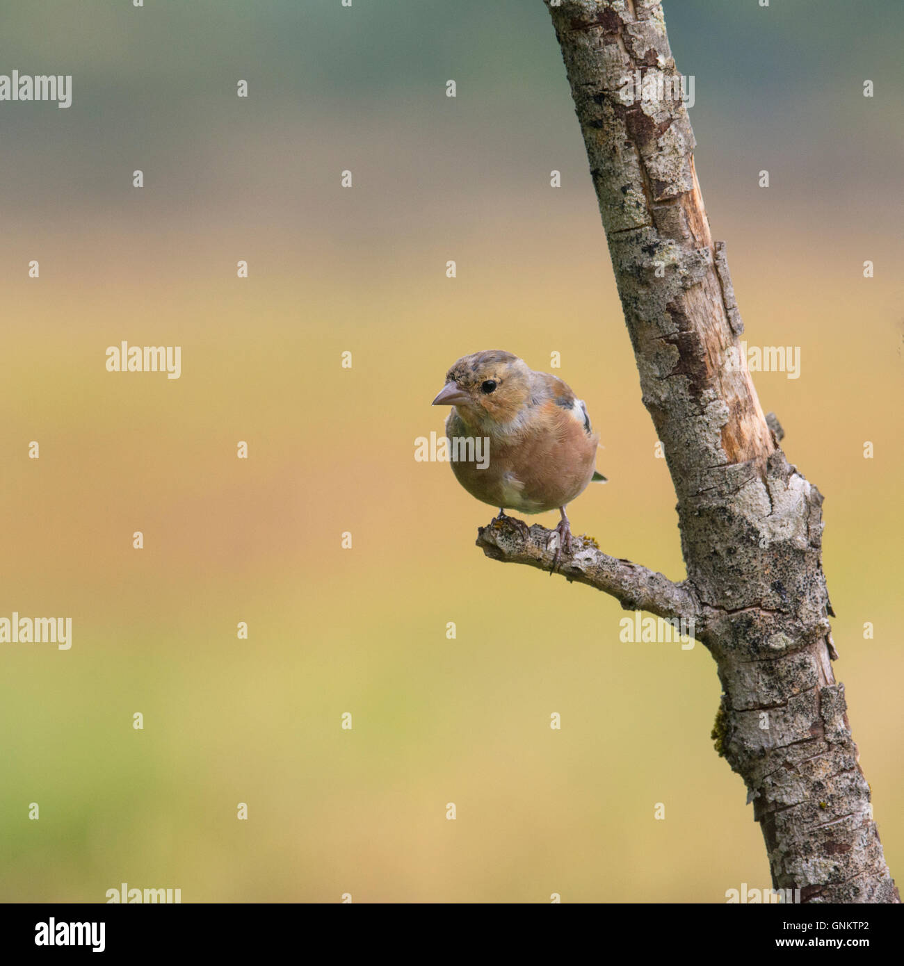 Juvenile chaffinch hi-res stock photography and images - Alamy