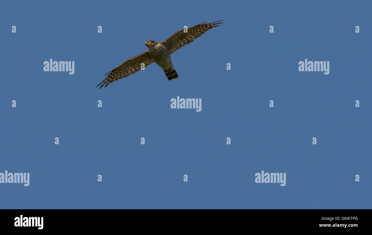 A female sparrow hawk hi-res stock photography and images - Alamy