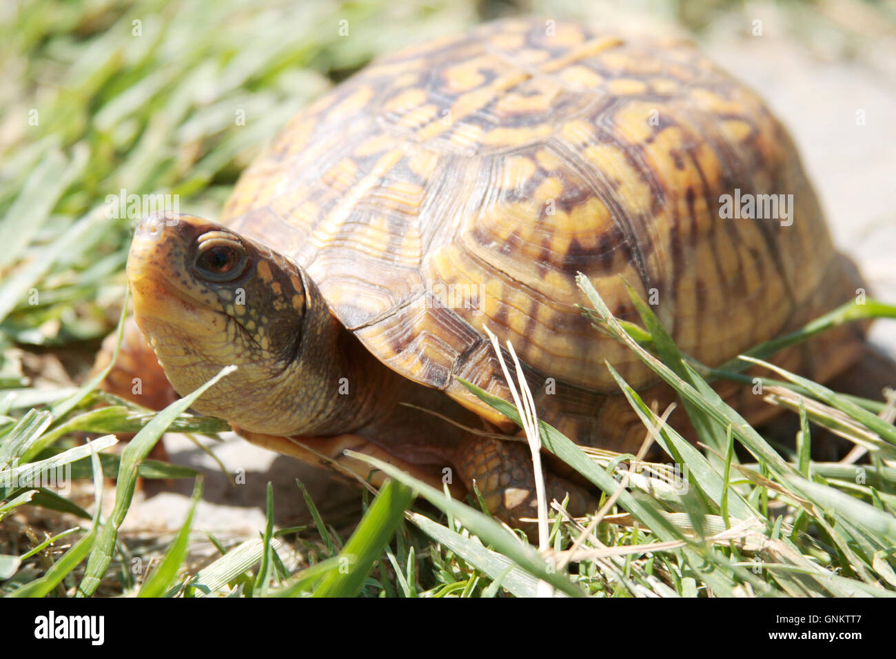 Turtle hiding in shell hi-res stock photography and images - Alamy