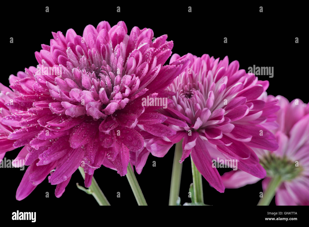 Super mum flowers wet against black background Stock Photo - Alamy