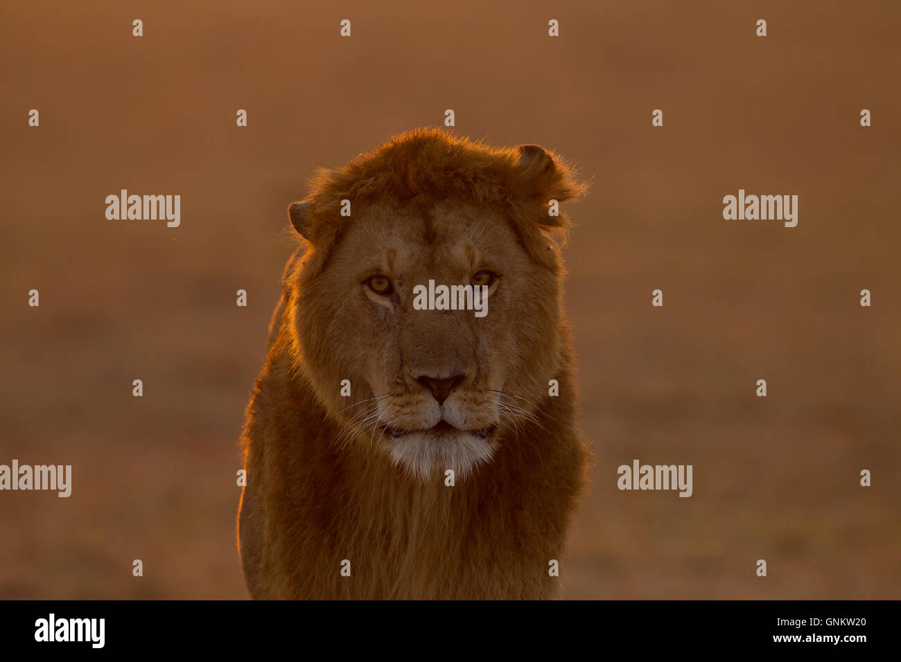 Captivating wildlife hi-res stock photography and images - Alamy