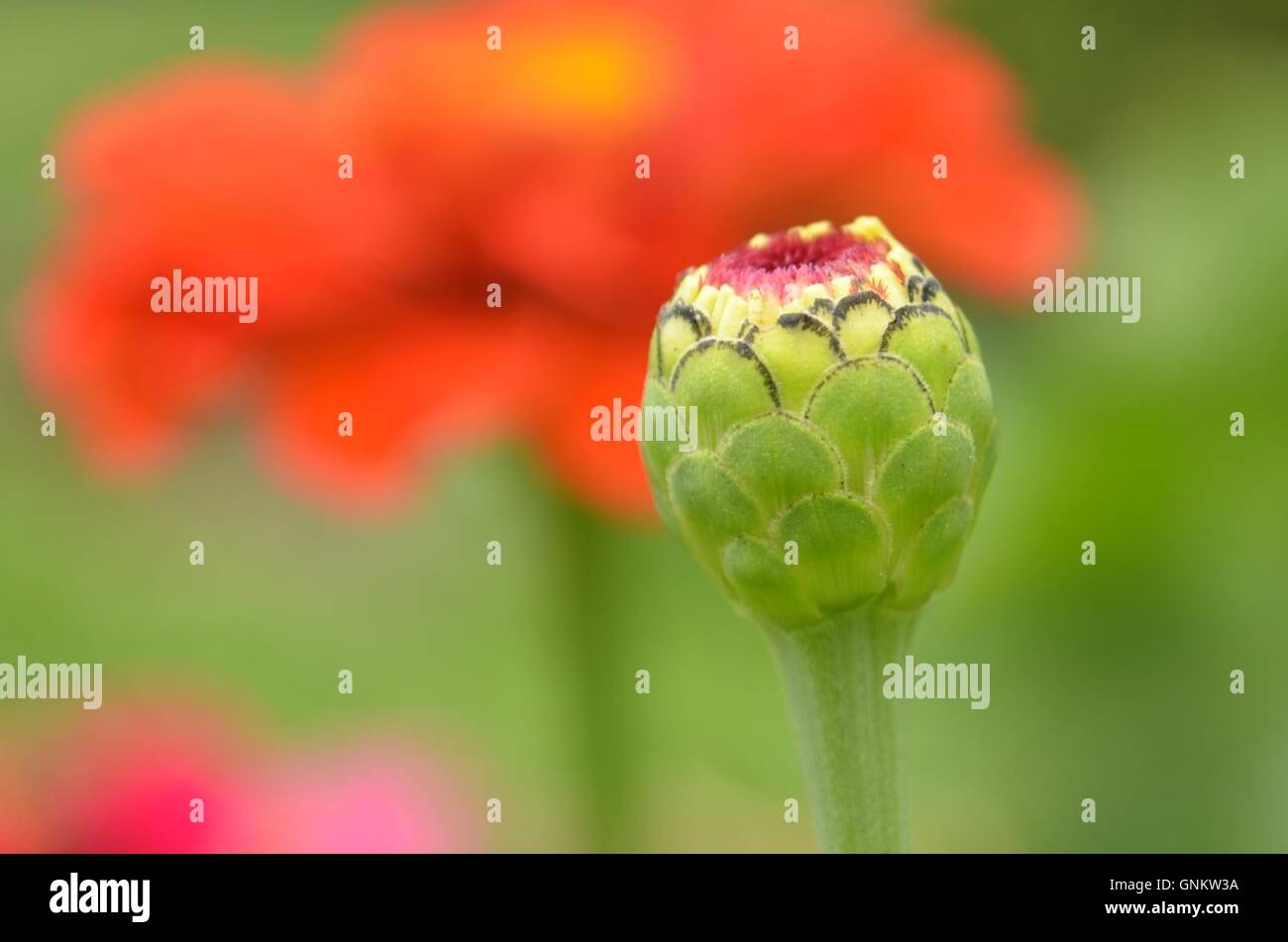 Zinnia farm hi-res stock photography and images - Alamy