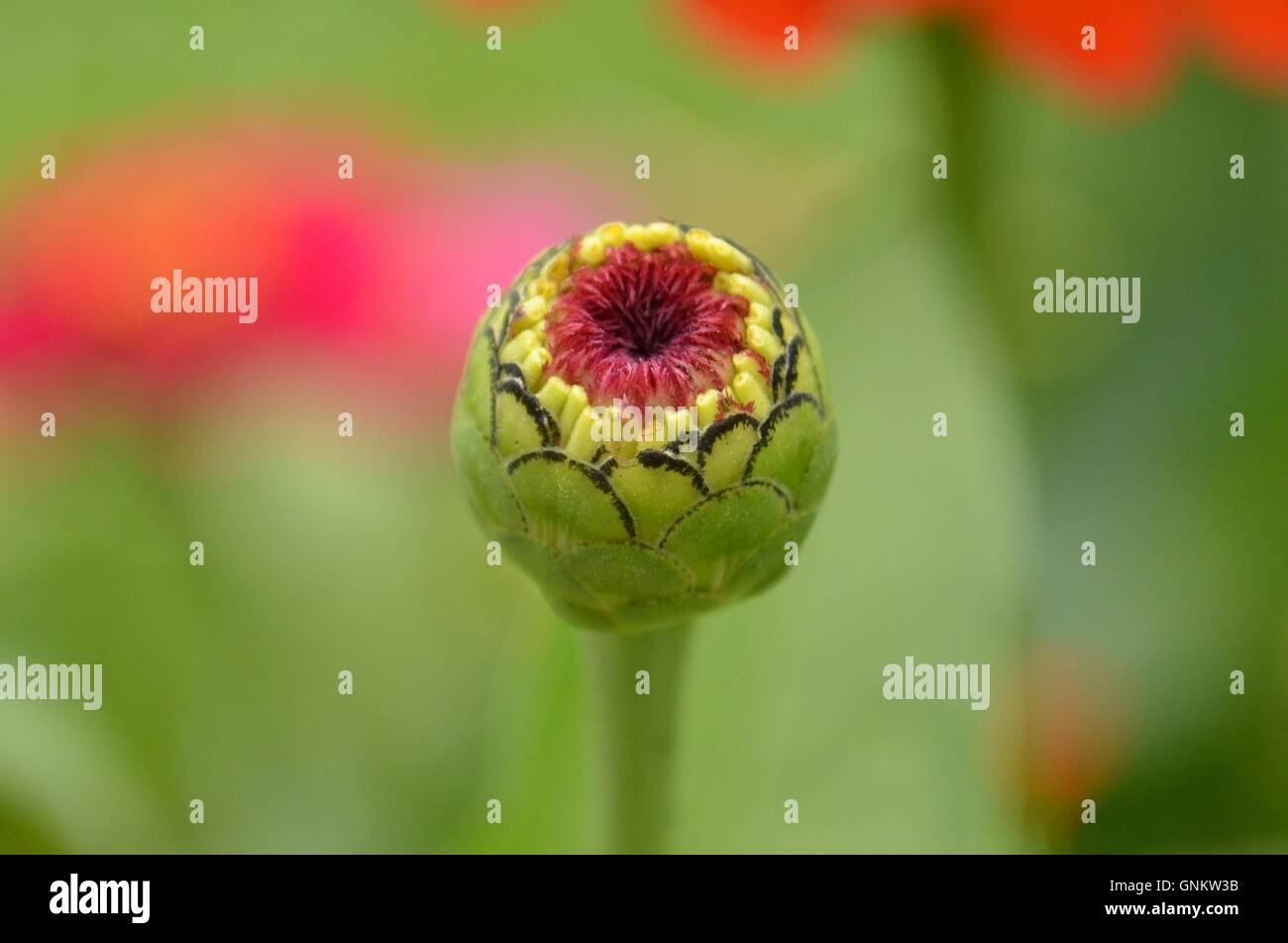 Zinnia farm hi-res stock photography and images - Alamy