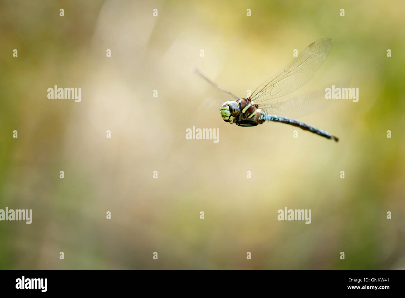 An emperor dragonfly mid-flight Stock Photo - Alamy
