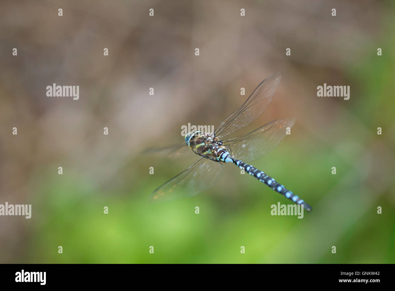 An emperor dragonfly mid-flight Stock Photo - Alamy