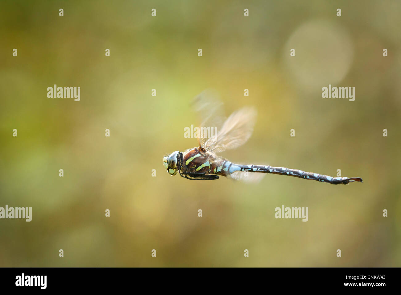 An emperor dragonfly mid-flight Stock Photo - Alamy
