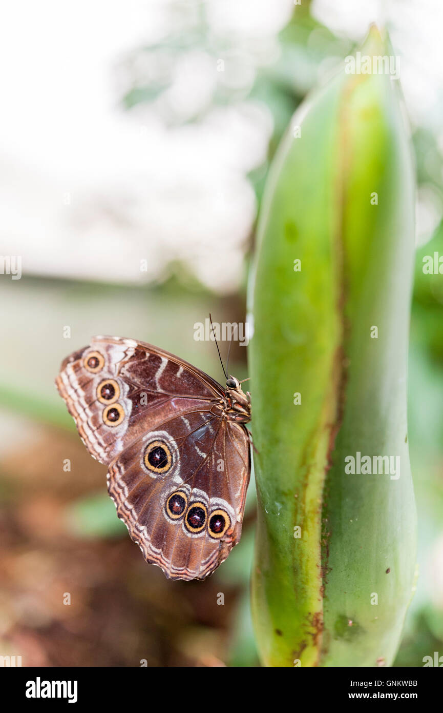 Side view of a Blue Morpho butterfly with its wings closed showing the ...
