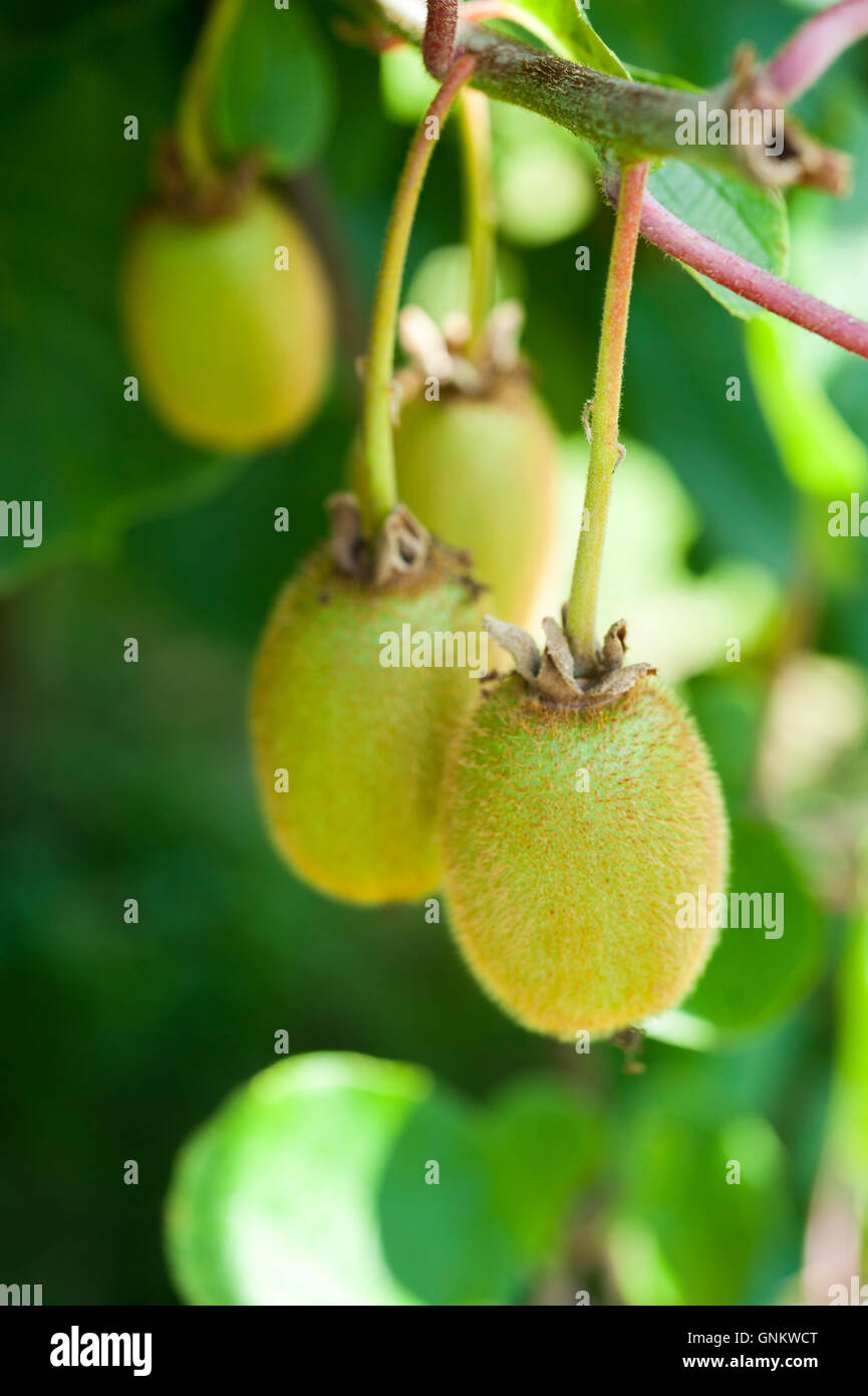 Kiwis Growing High Resolution Stock Photography and Images - Alamy