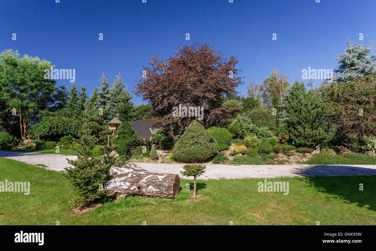 Beautiful summer garden design, with conifer trees, green grass and ...