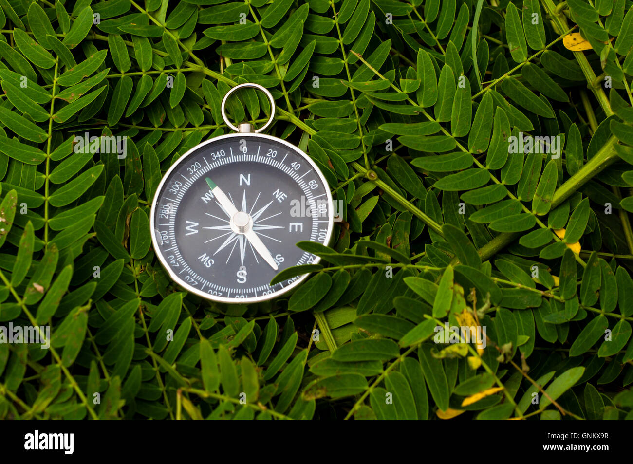 Compass on leaf hi-res stock photography and images - Alamy