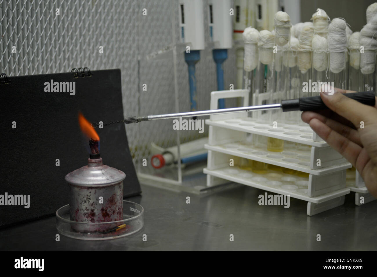 Lab research procedure Stock Photo - Alamy