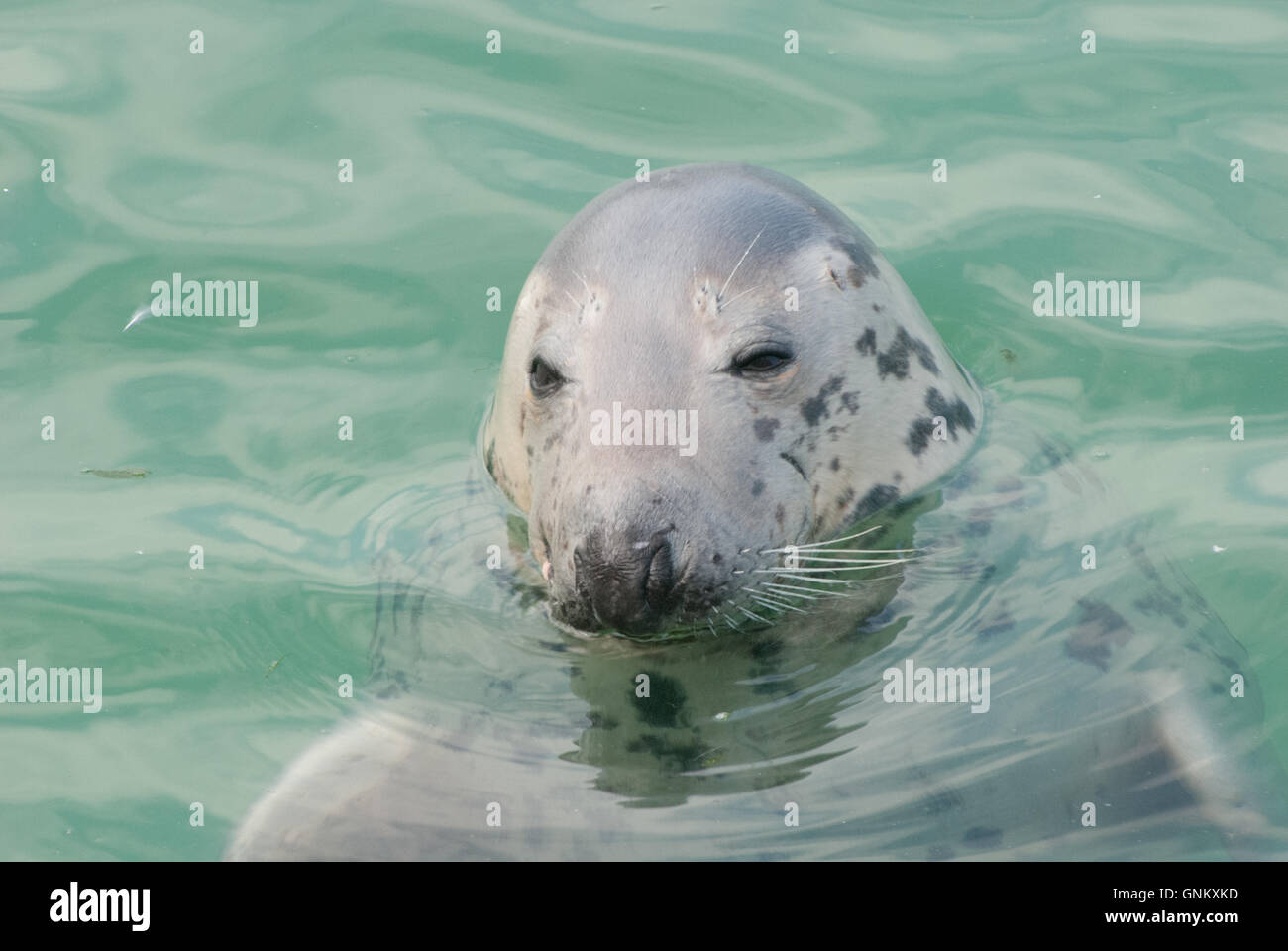 Cornwall seals hi-res stock photography and images - Alamy