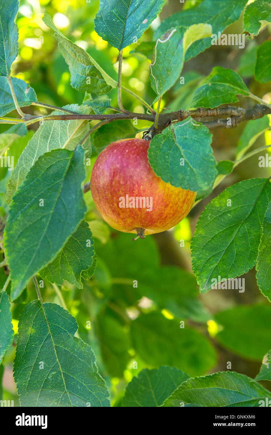 Red apple tree hi-res stock photography and images - Alamy
