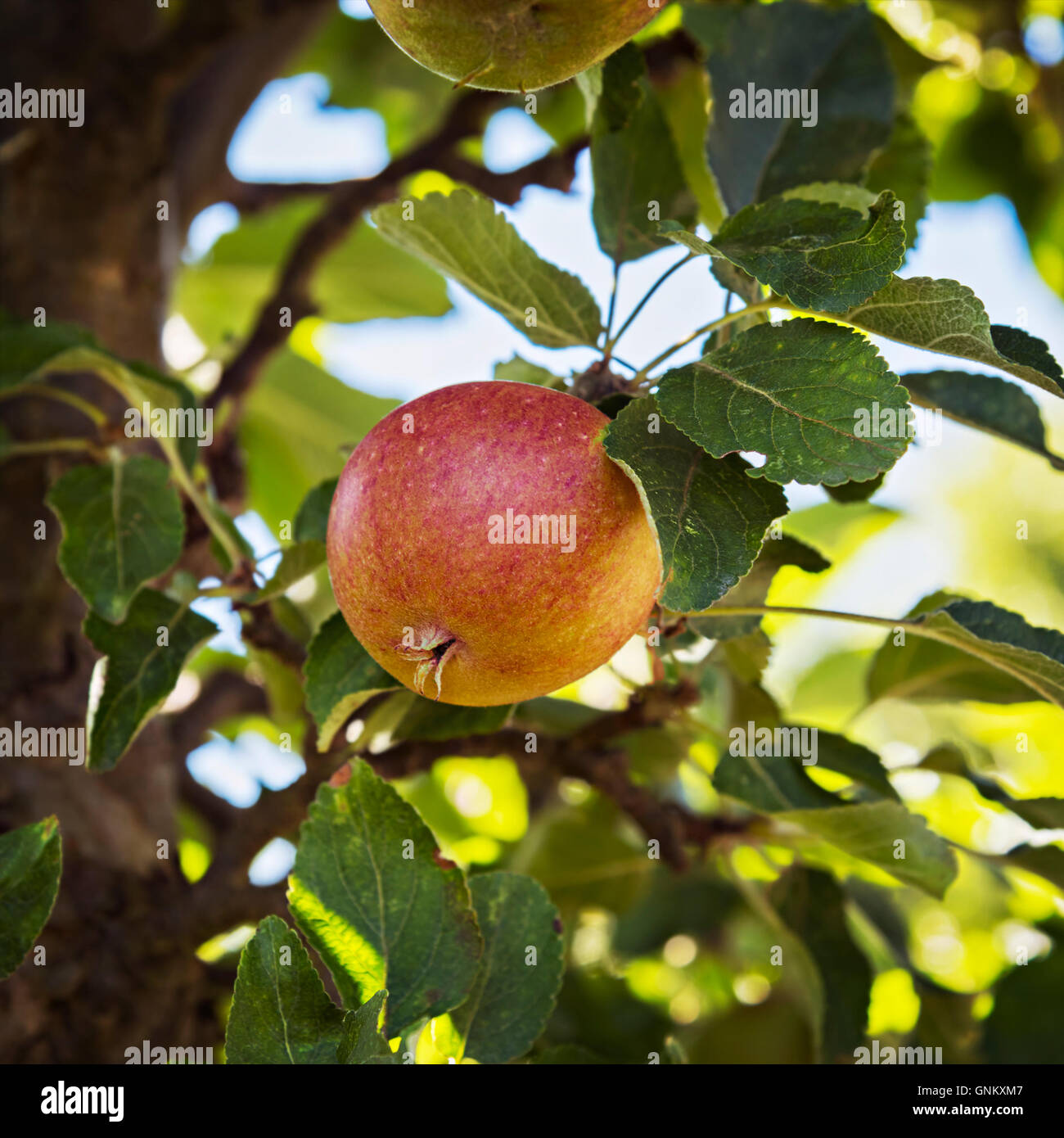 Apple tree harvest hi-res stock photography and images - Alamy
