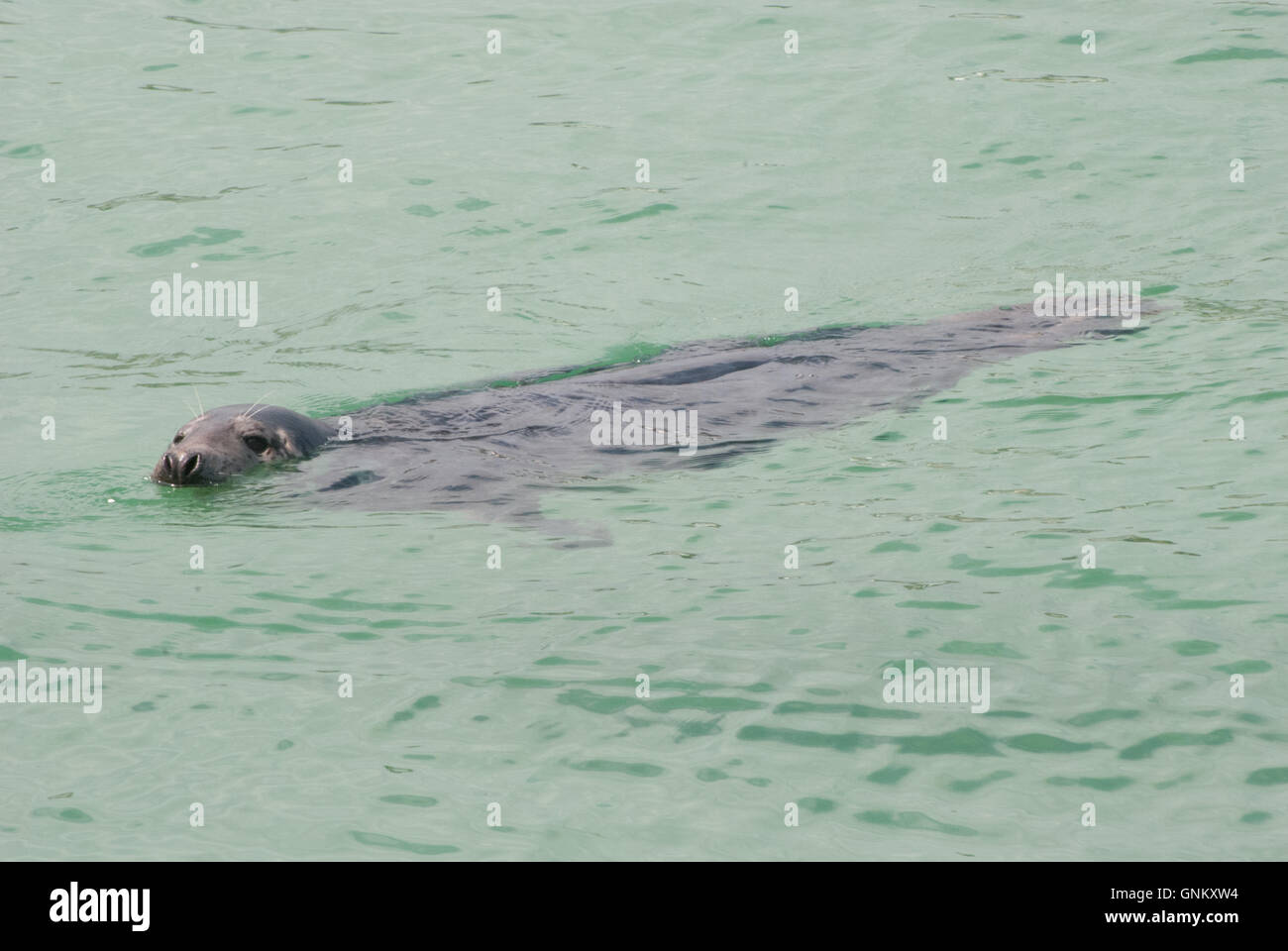 Seals in St Ives Harbor, Cornwall Stock Photo - Alamy