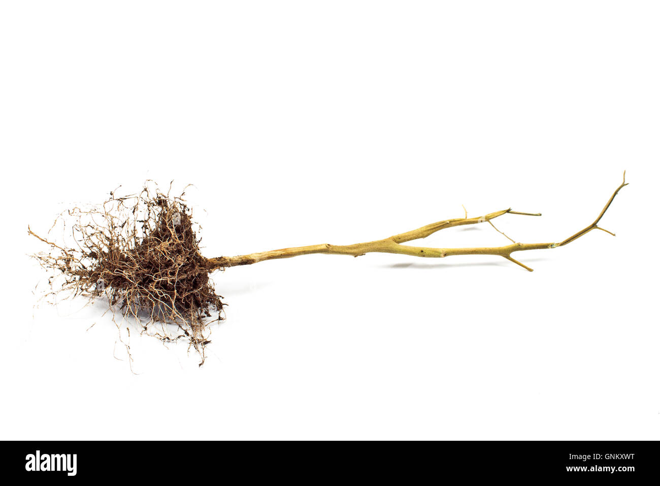 Plant roots underground hi-res stock photography and images - Alamy