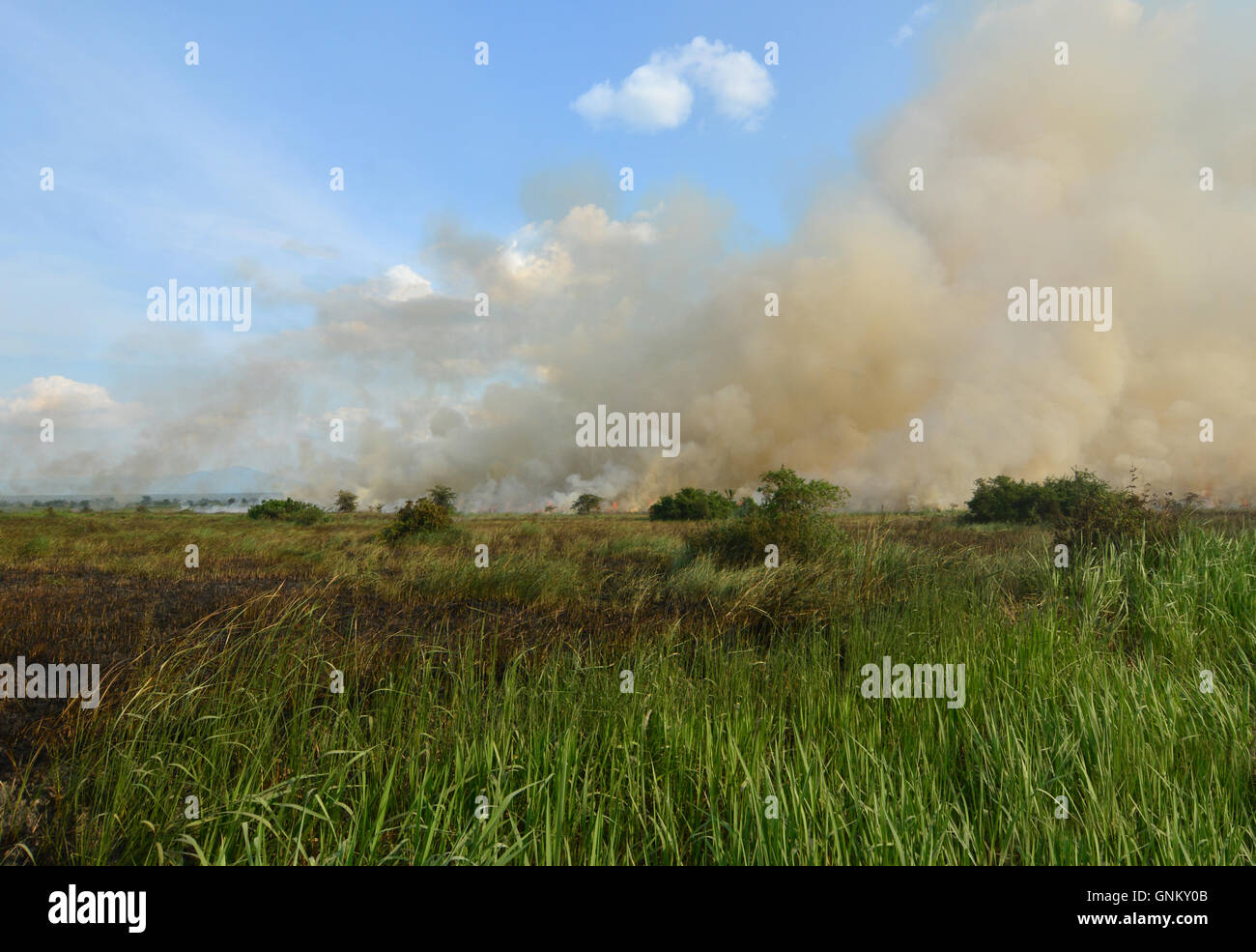 Wildfire in the savannah Stock Photo - Alamy