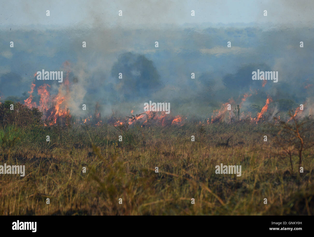 Wildfire in the savannah Stock Photo - Alamy