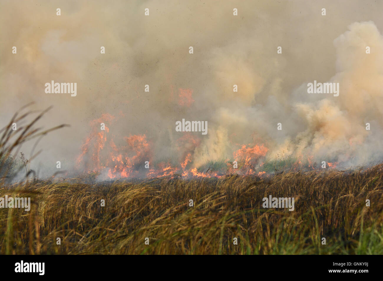 Wildfire in the savannah Stock Photo - Alamy
