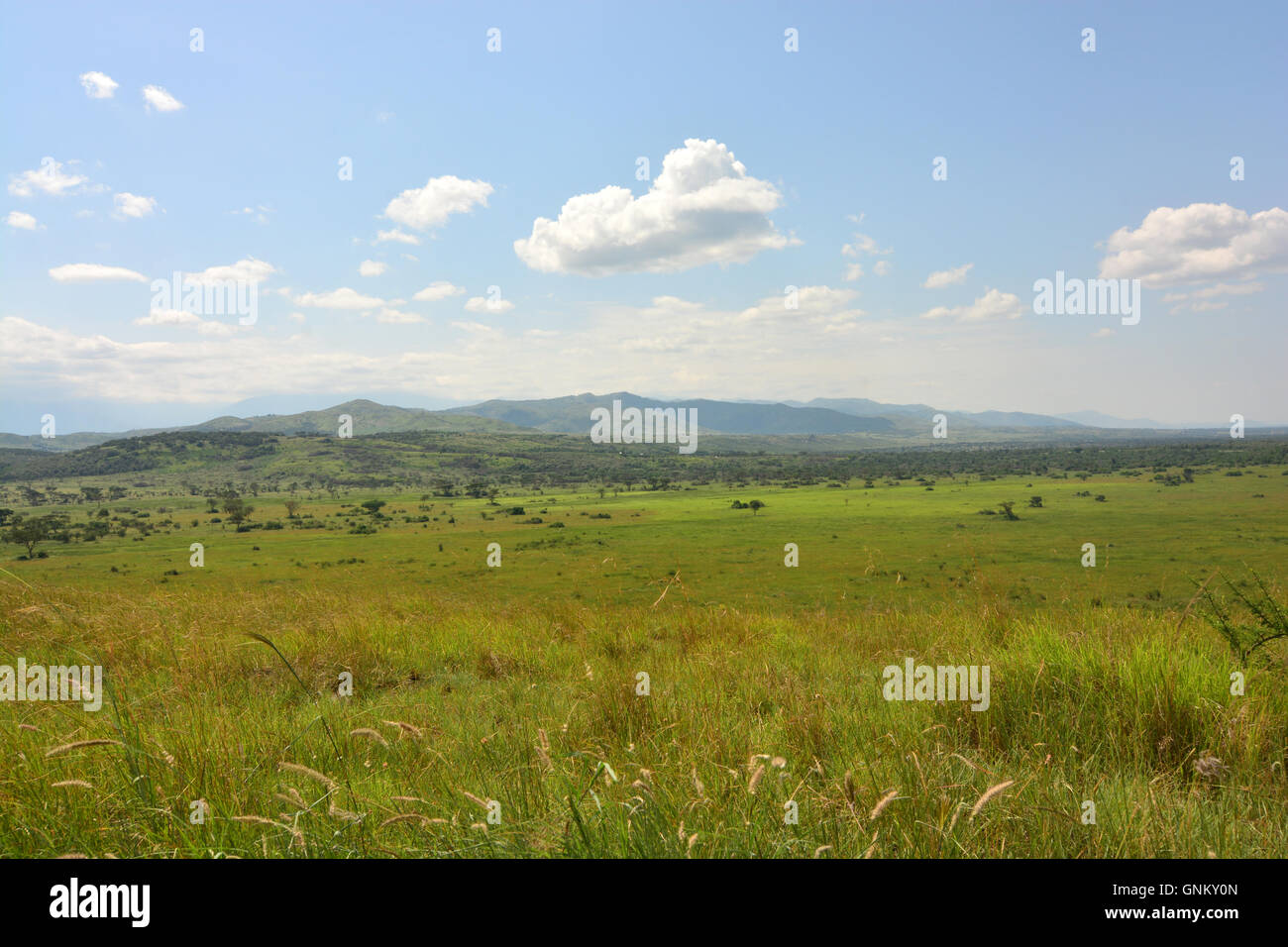 View on the green savannah, Queen Elizabeth National Park Stock Photo ...