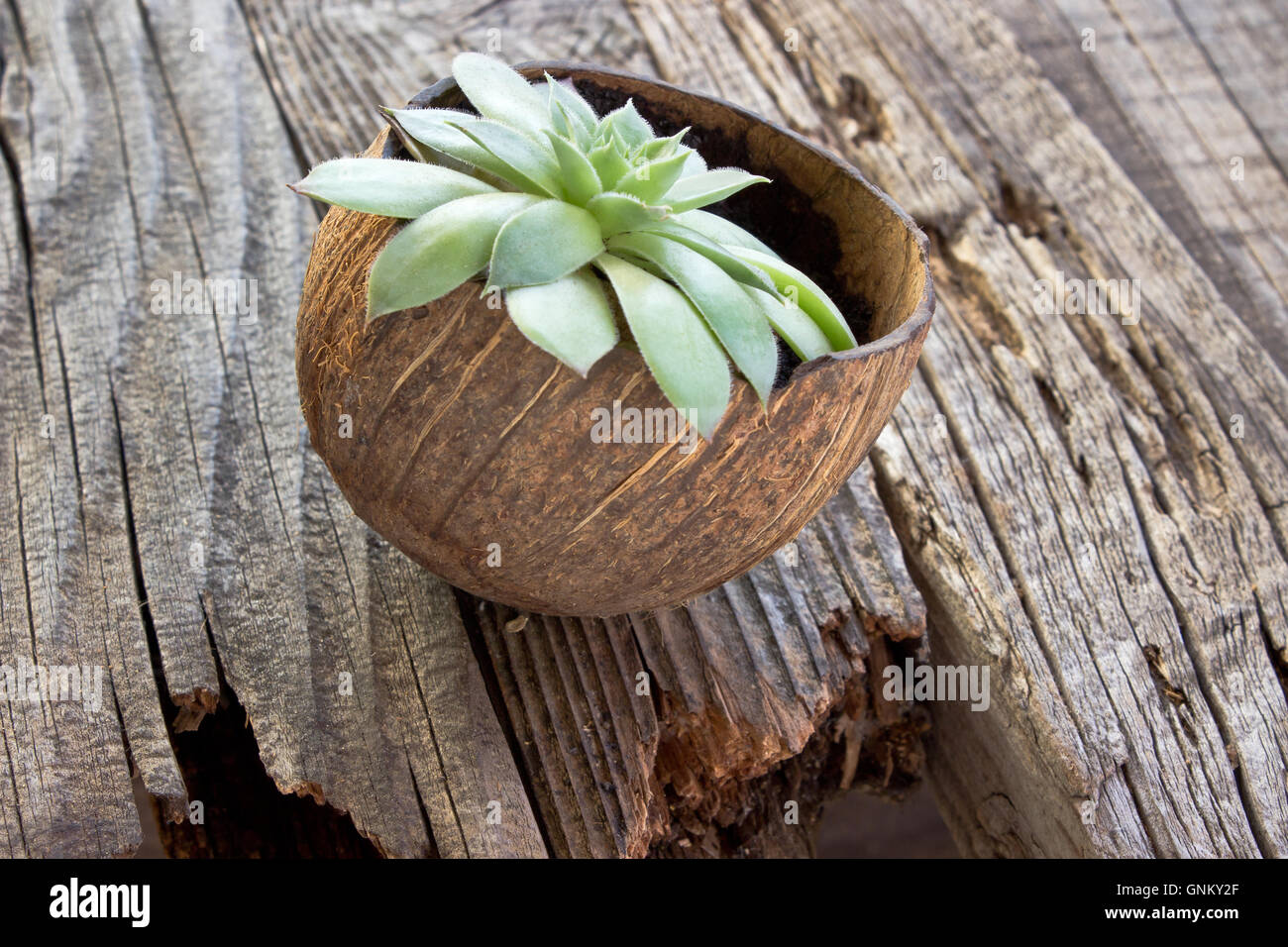 Houseleek plant (sempervivum) in coconut pot wooden background Stock ...