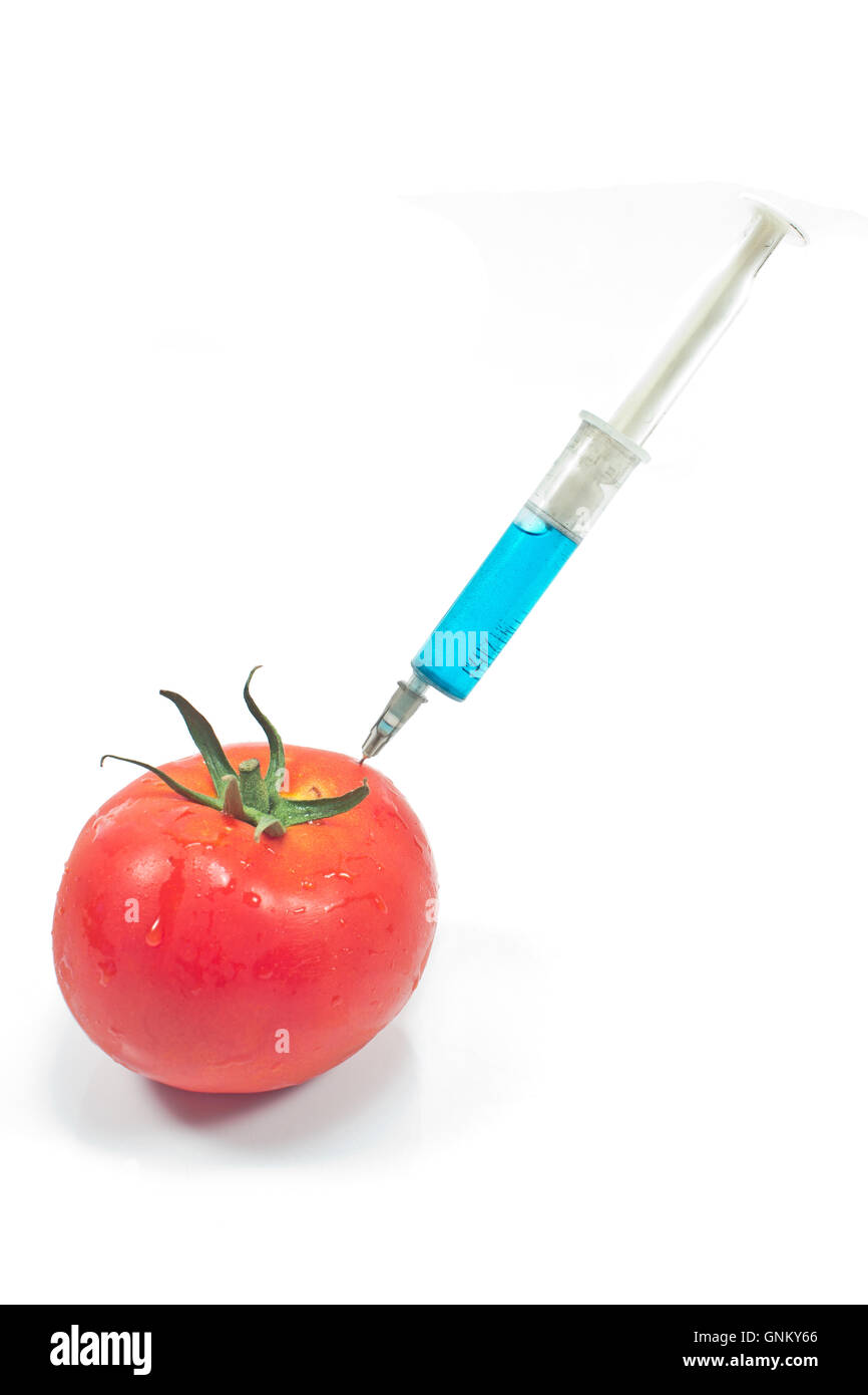 Injection for a genetically modified tomatoes isolated Stock Photo - Alamy