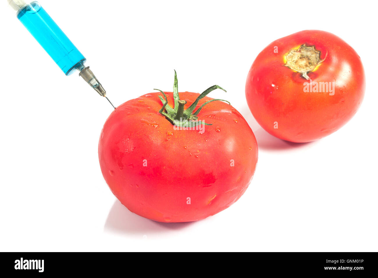 Genetically modified tomato and organic tomato isolated on white Stock ...