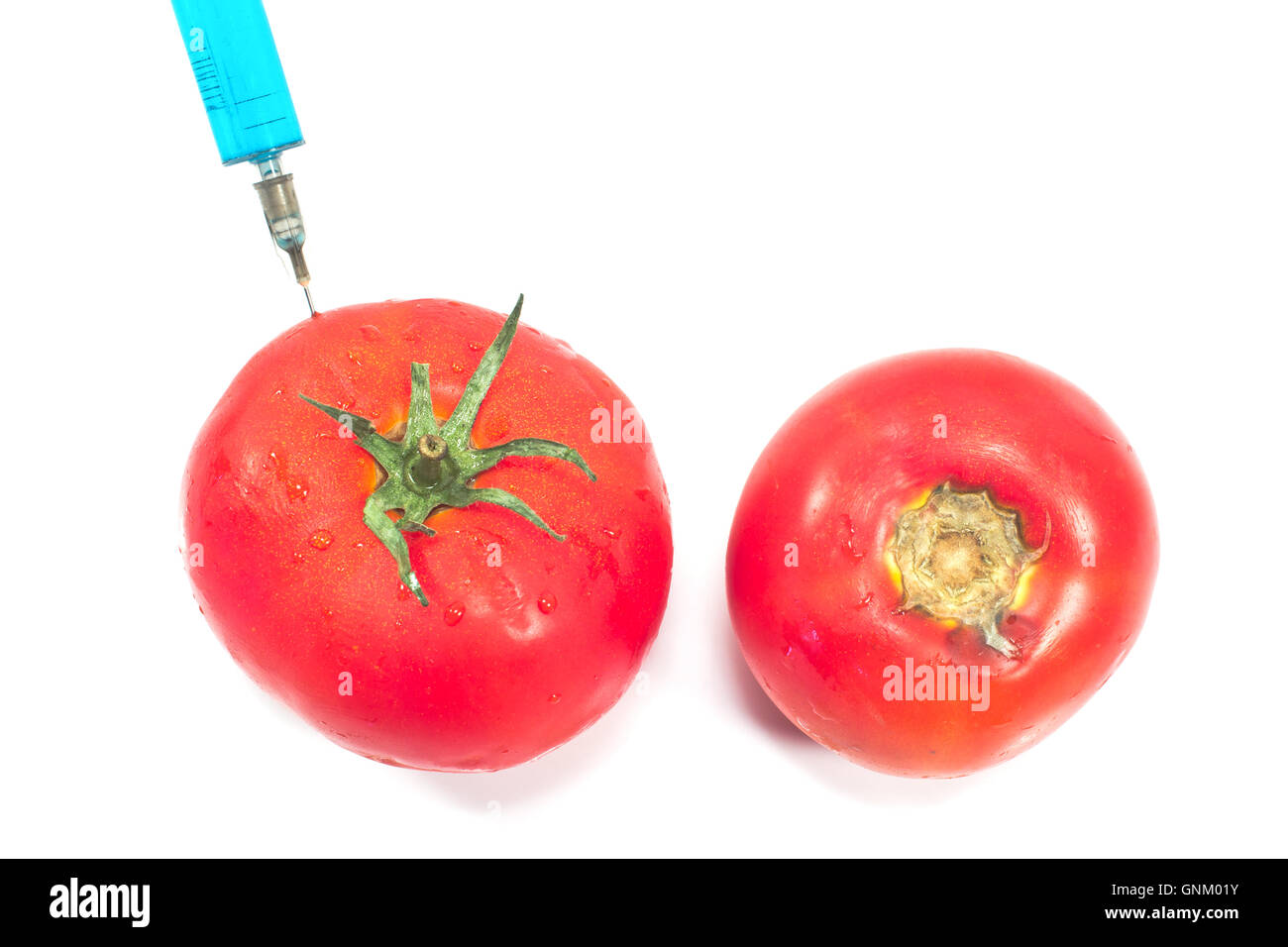 Genetically modified tomatoe and organic tomato isolated on white Stock ...