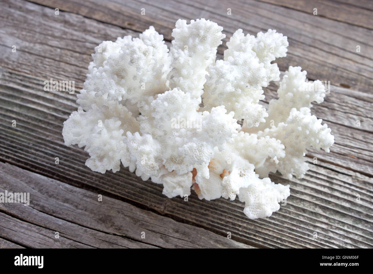 White coral on wooden background Stock Photo - Alamy