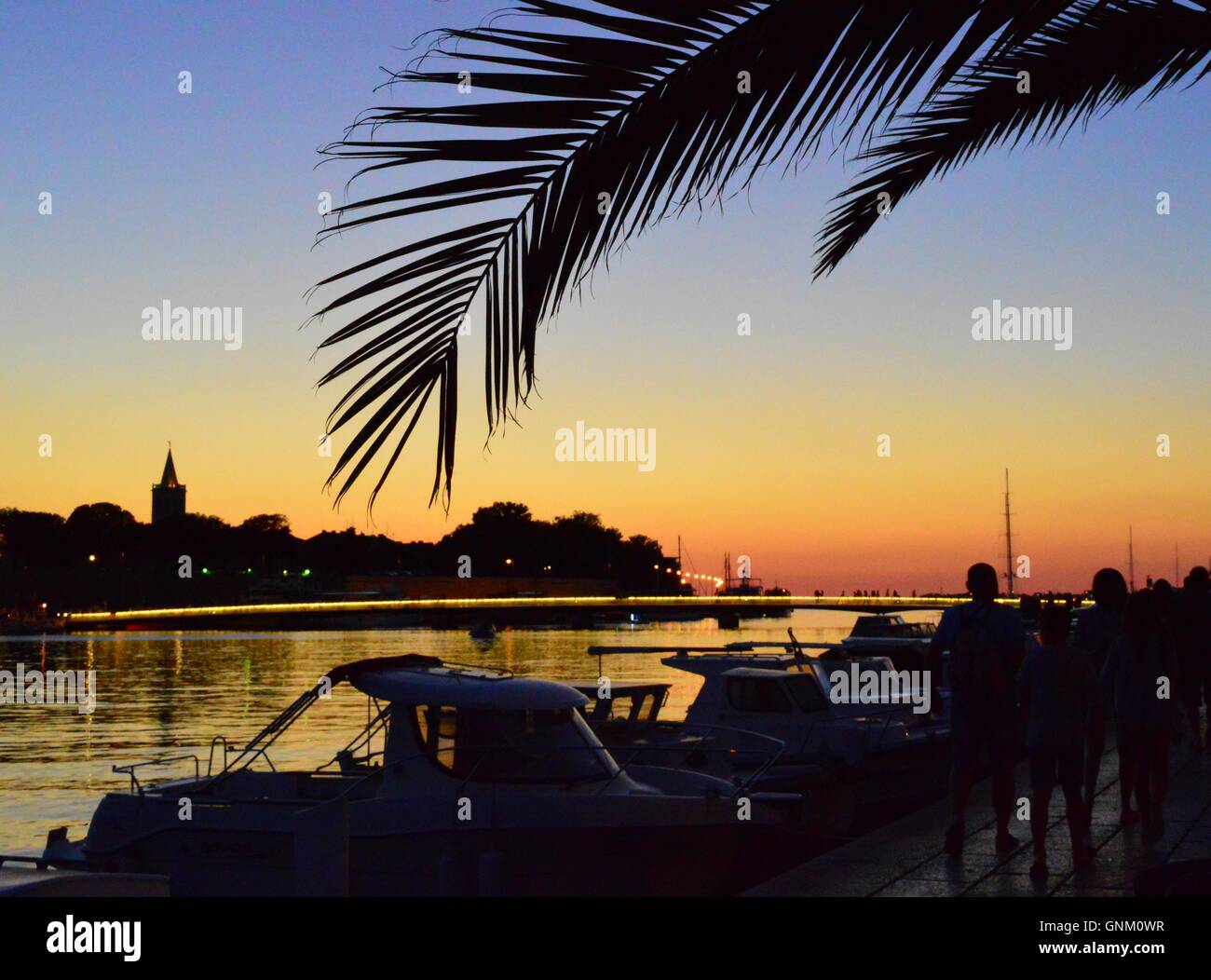Palm Tree, Zadar Stock Photo - Alamy