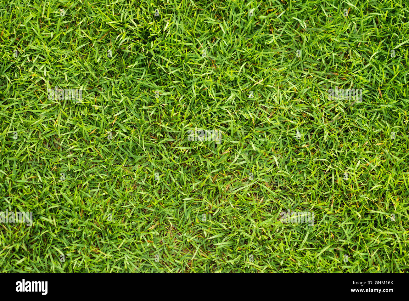 Green grass background Stock Photo - Alamy