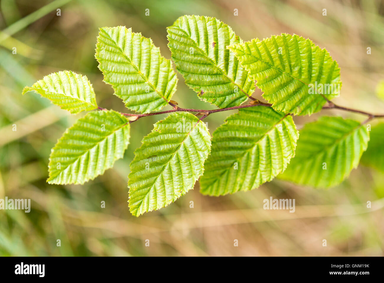 Copper beeches hi-res stock photography and images - Alamy