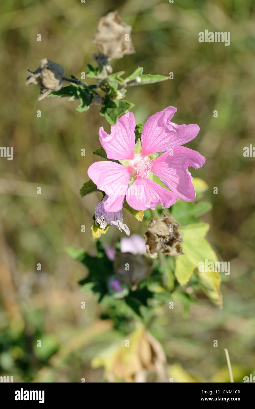 Drying Malva flower in the green meadow under the warm summer sun Stock ...