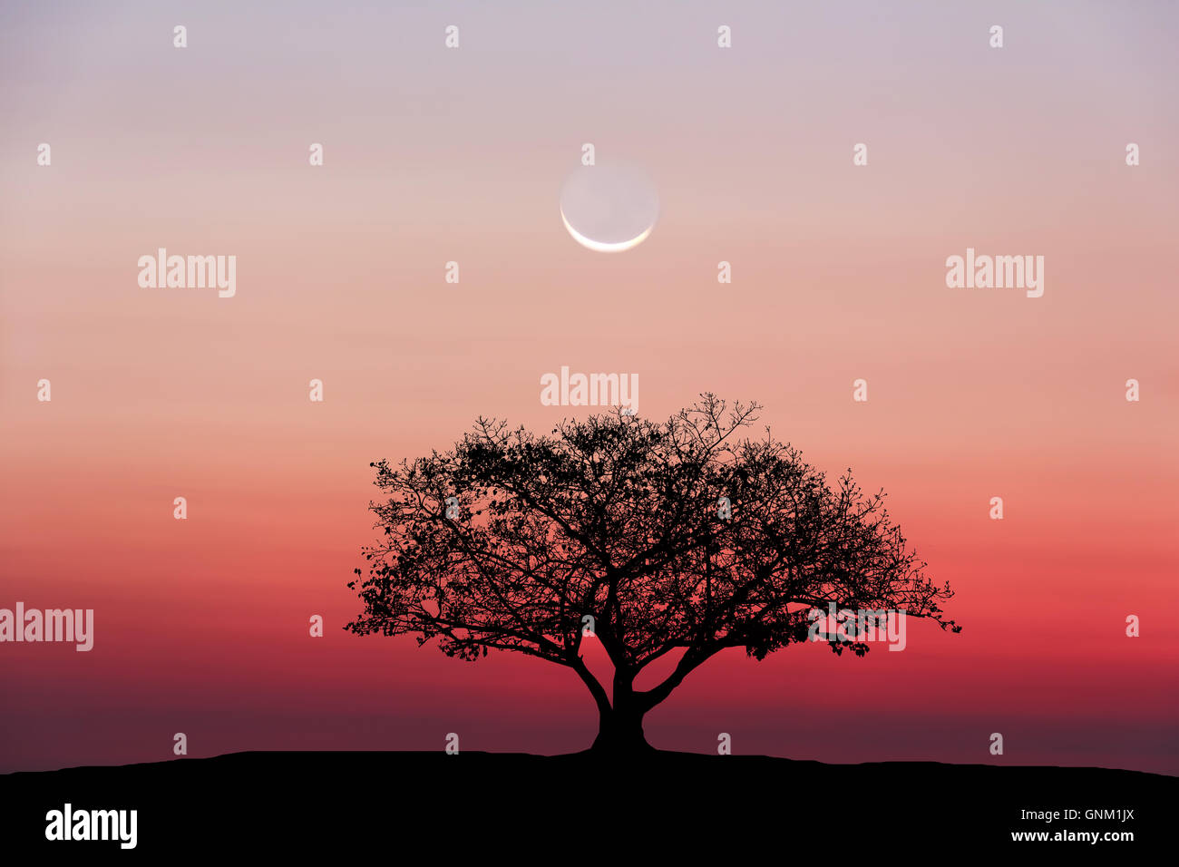 Half Moon up a tree shadow Stock Photo - Alamy