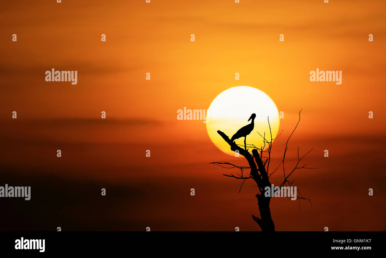 Sun Bird nest on tree graphic Stock Photo - Alamy