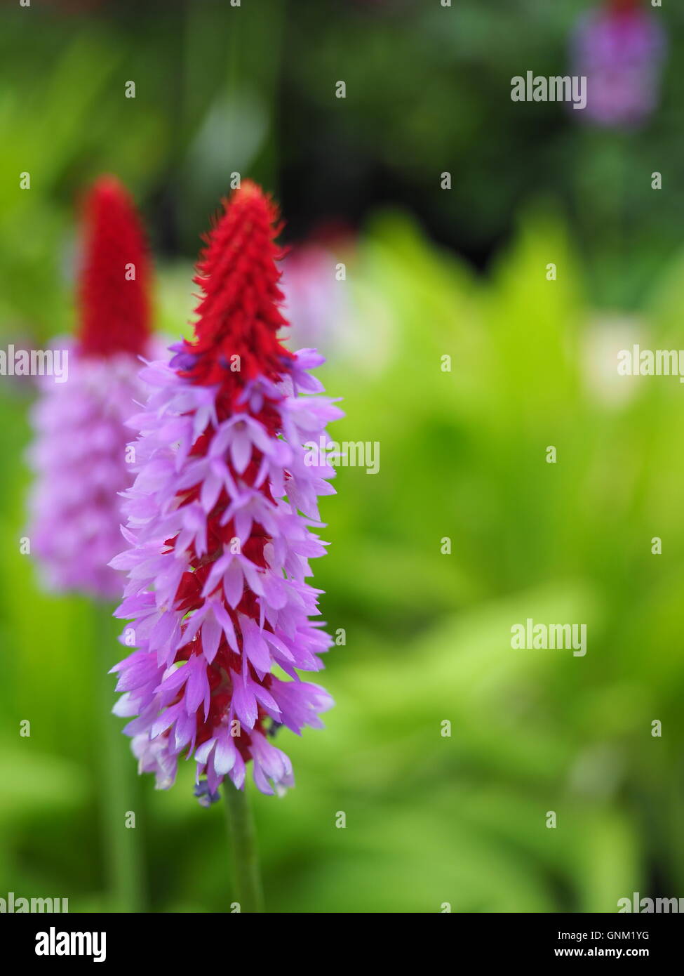 Bright garden flowers in a garden setting Stock Photo - Alamy