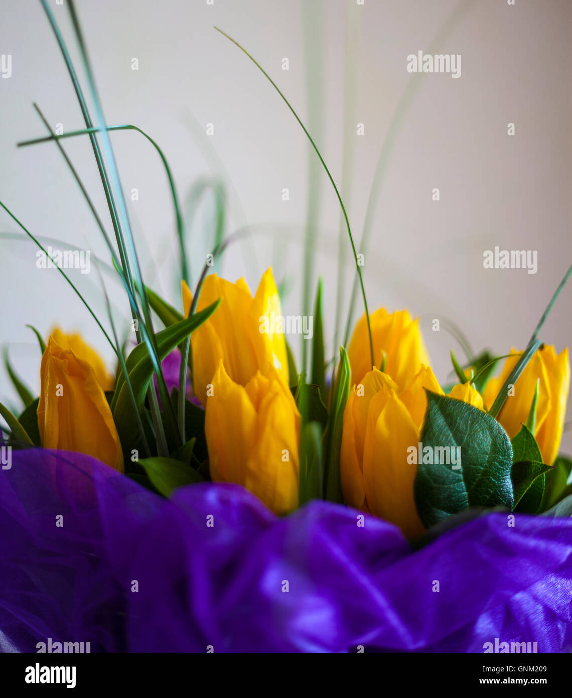 Spring text tulip flower hi-res stock photography and images - Alamy