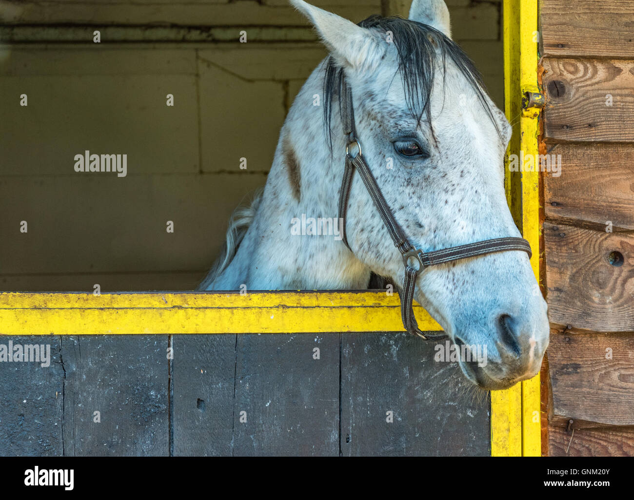 White horse in stable Stock Photo - Alamy