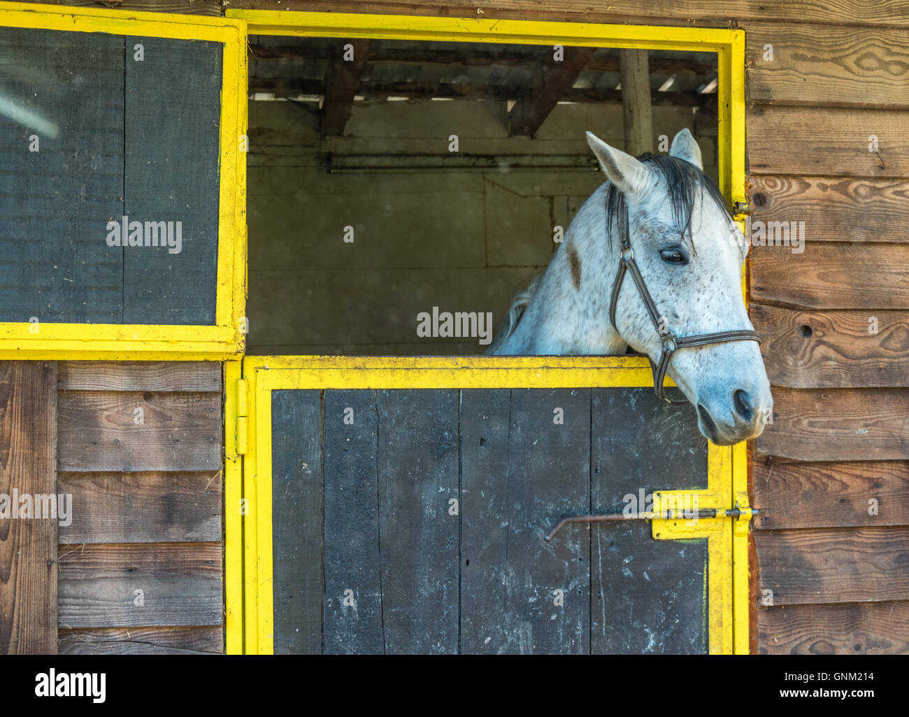 White horse in stable Stock Photo - Alamy