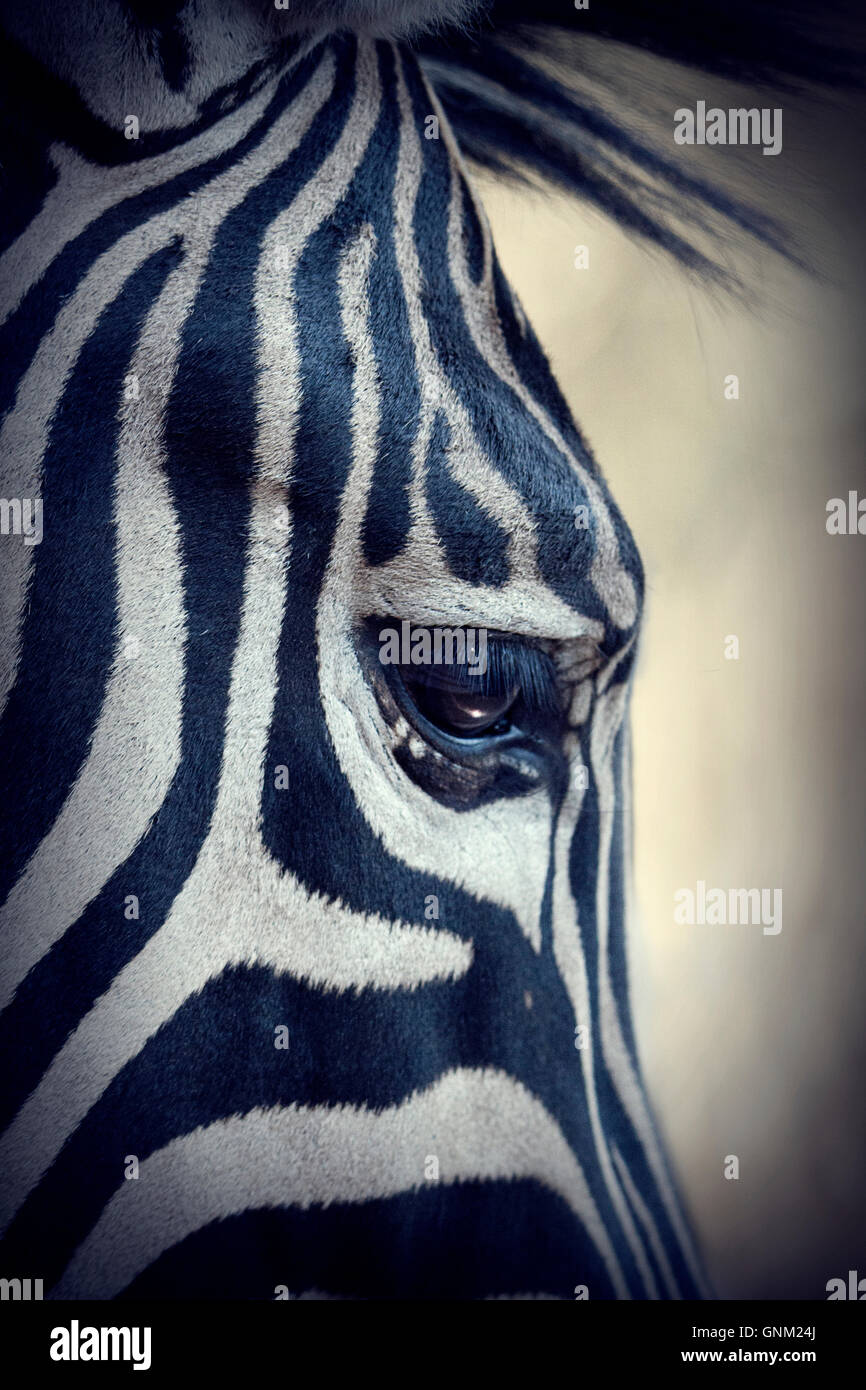 Zebra Face, detailed close up image Stock Photo - Alamy