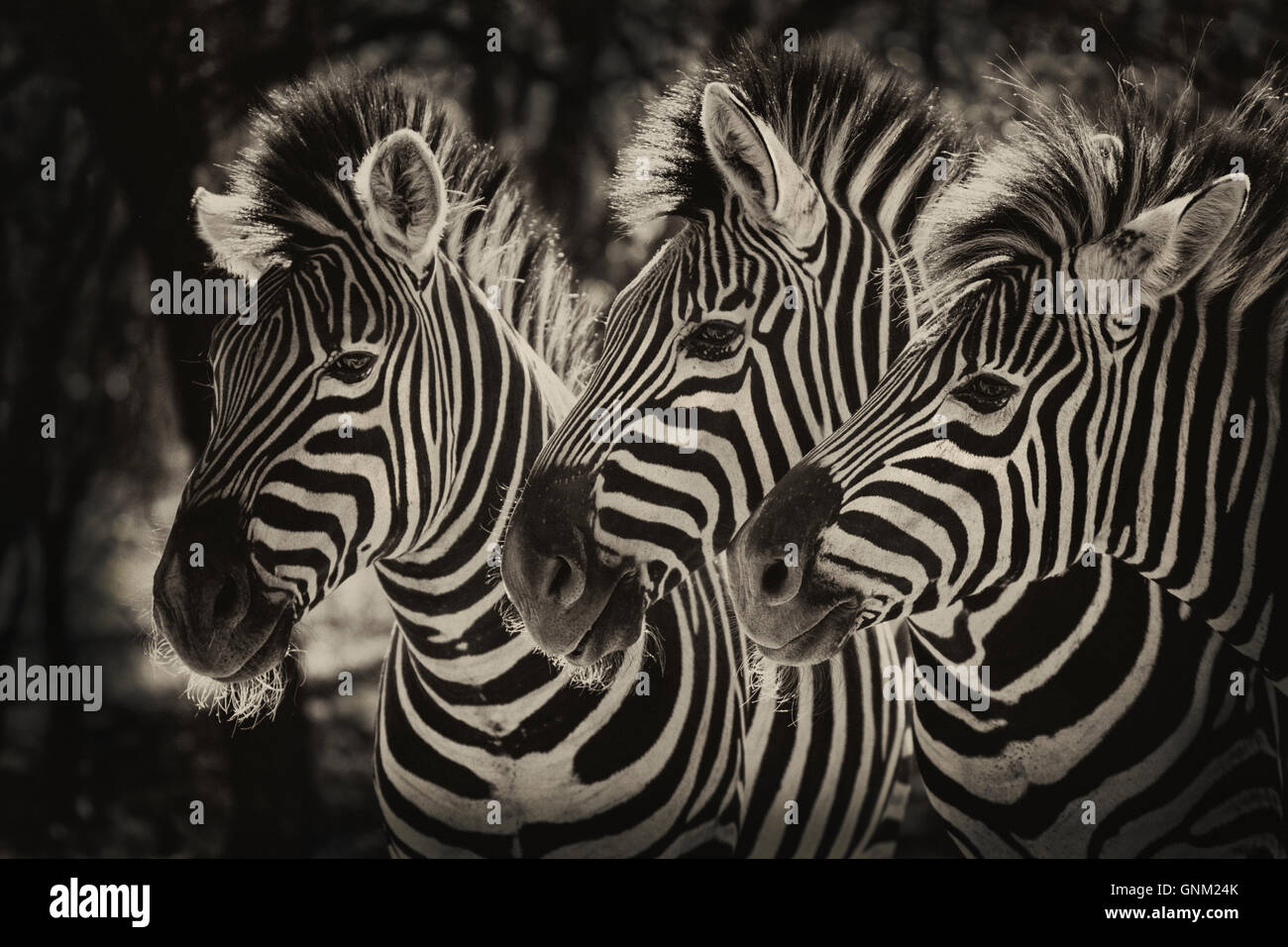 Three Zebra head and shoulders Stock Photo - Alamy